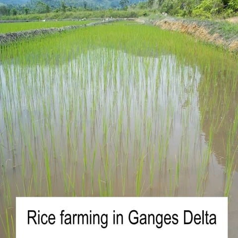 Rice Farming | PPT