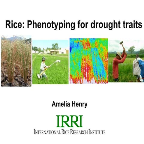 GRM 2011: Rice phenotyping for drought traits | PPT