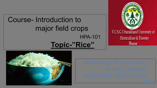 The Process Of Rice Farming | Step By Step | Slideshares | PPTX