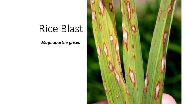 Blast of rice | PPT