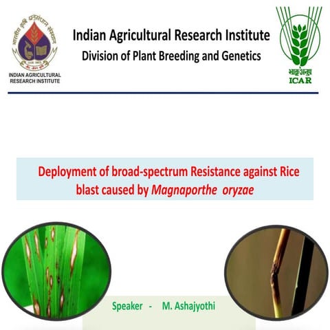 Rice blast broad spectrum resistance | PPTX