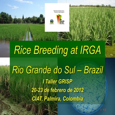 Rice breeding at Irga | PDF