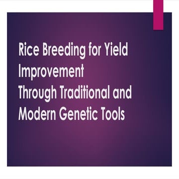 Rice Breeding For Yield Improvement Pptx