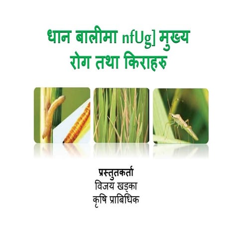 Rice disease and pest | PPTX