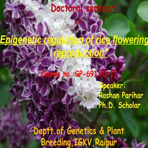 Epigenetic regulation of rice flowering and reproduction | PPT