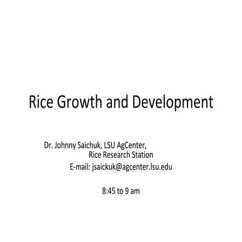 Rice Growth And Development Saichuk | PPT