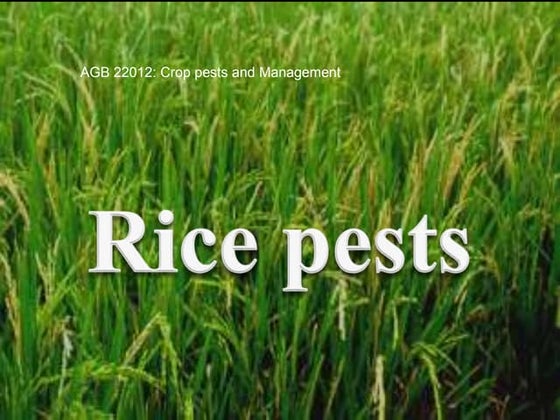Rice leaf folder | PPTX | Agriculture | Industries