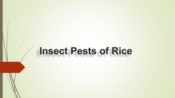 Rice case worm | PPT