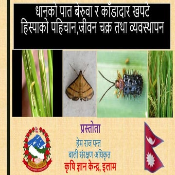 धानको पात बेरुवा र काडेदार खपटे हिस्पाको परिचय, जीवन चक्र र व्यवस्थापन(Rice leaf roller and ...