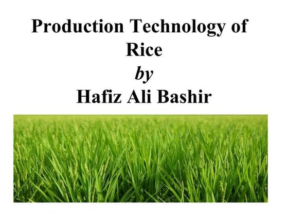Rice Cultivation | PPT