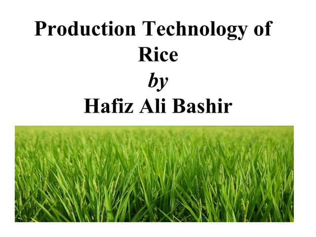 The Process Of Rice Farming | Step By Step | Slideshares | PPTX