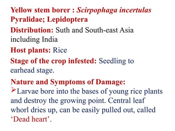 Rice case worm | PPTX | Agriculture | Industries