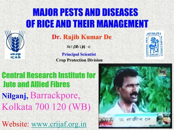 Rice case worm | PPTX | Agriculture | Industries