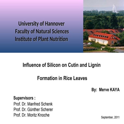 Influence of Silicon on Rice Plant Cell Wall | PPT