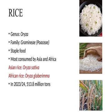 Rice ppt.pptx food science and technology | PPT