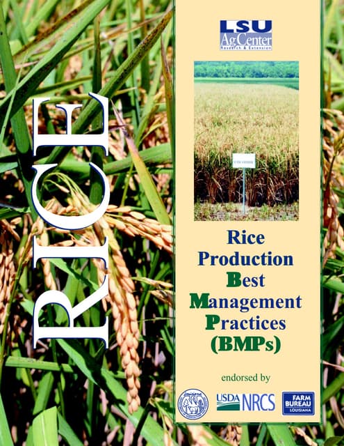 WET RICE CULTIVATION | PPTX | Agriculture | Industries