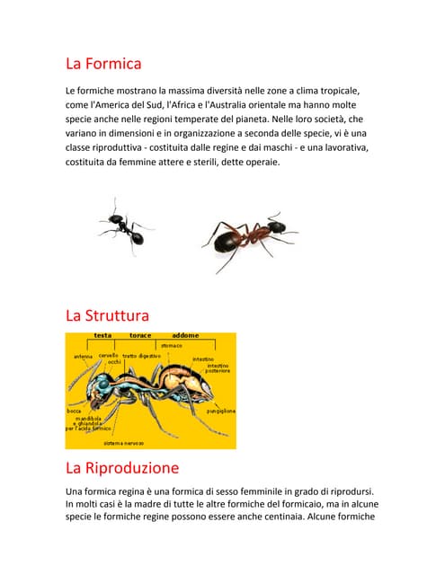 Vannoni martina ricerca mantide religiosa | PDF