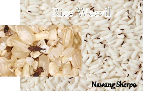 Rice case worm | PPTX | Agriculture | Industries
