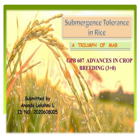 submergence tolerance in rice - sub 1 | PPTX