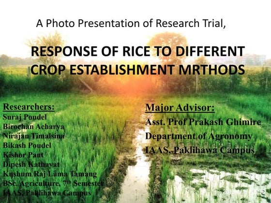 System of rice Intensification (SRI) | PPTX | Agriculture | Industries