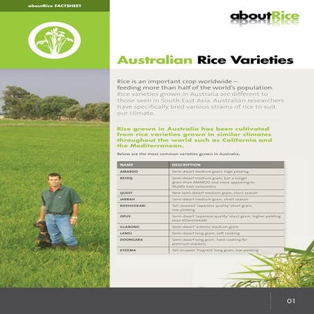 Rice varieties | PDF | Agriculture | Industries