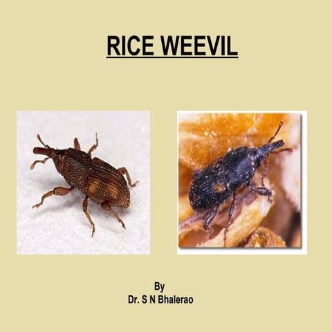 Rice weevil | PPT