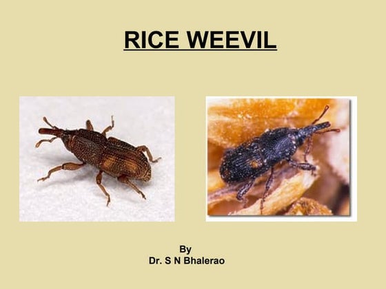 Rice Weevil (Sitophilus oryzae) | PPT
