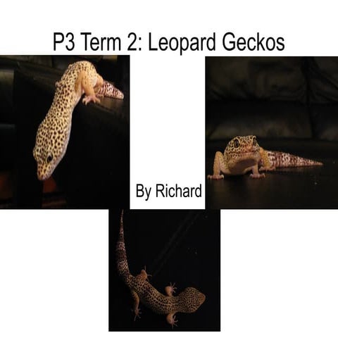 Richard p3 term 2 leopard geckos | PDF
