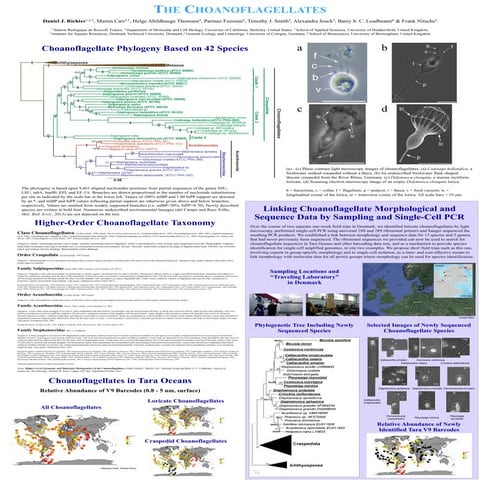 The Choanoflagellates | PDF