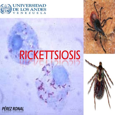 Rickett | PDF