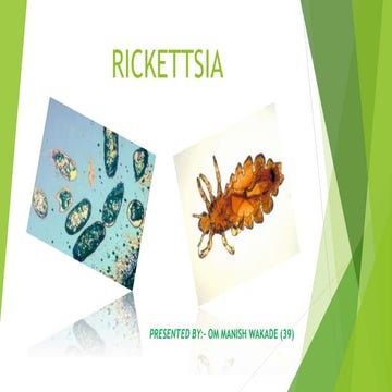 Rickettsia | PPTX