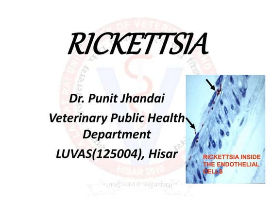 Rickettsia | PPT | Infectious Diseases | Diseases and Conditions