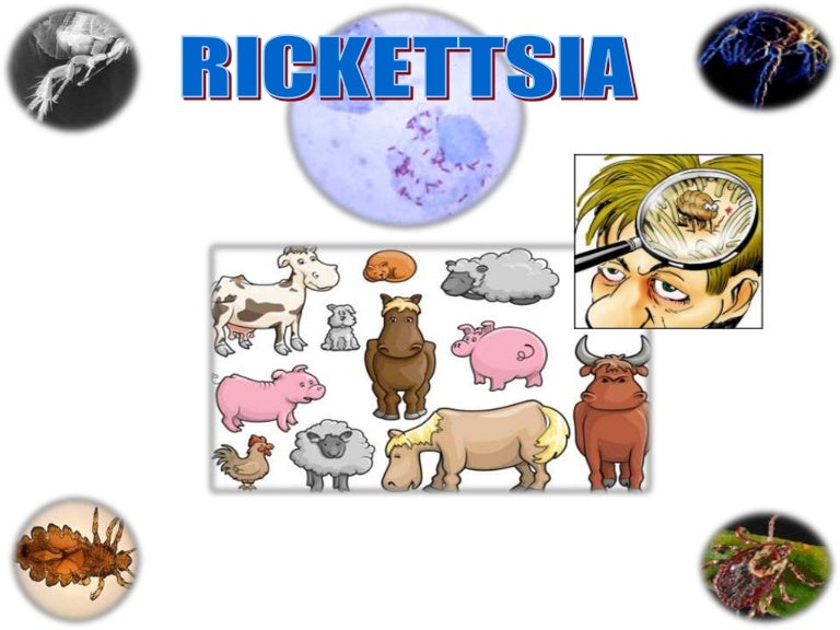 Rickettsial Diseases