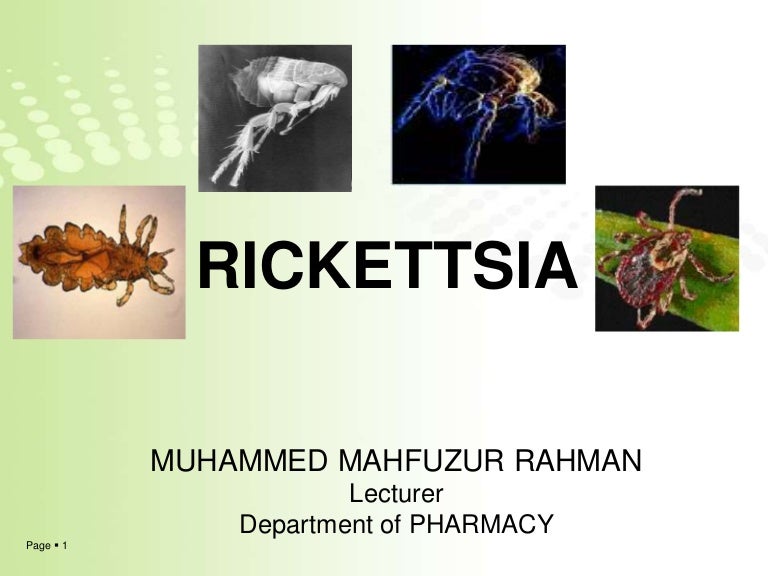 Rickettsia