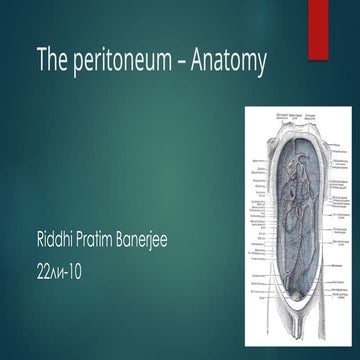Riddhi ppt for study purposes of peritoneum | PPTX