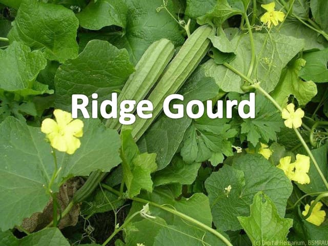 Ridgegourd | PPTX