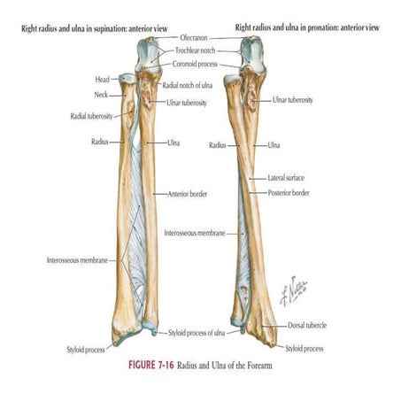 Right radius and ulna | DOCX