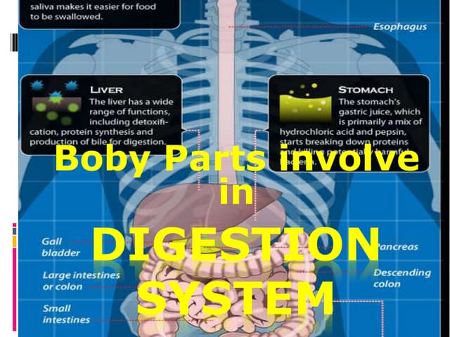ACCESSORY ORGANS OF DIGESTIVE SYSTEM | PPTX