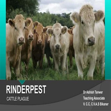 Rinderpest vpm | PPTX