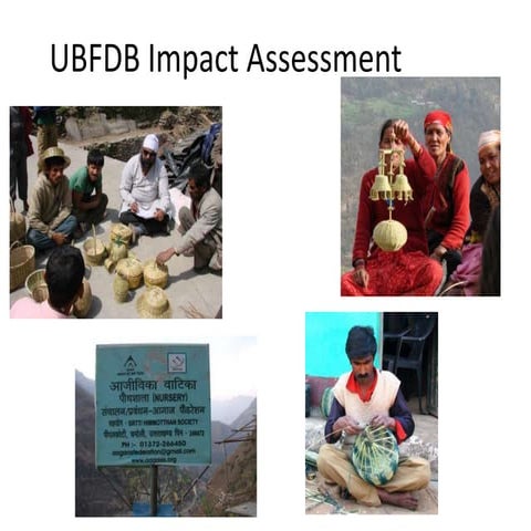 Ringal and nettle | PPTX