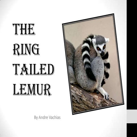 Ring tailed lemur | PPTX
