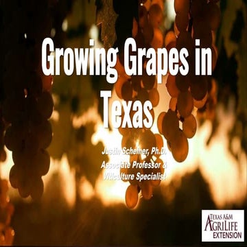 Grapevine Identification.pptx