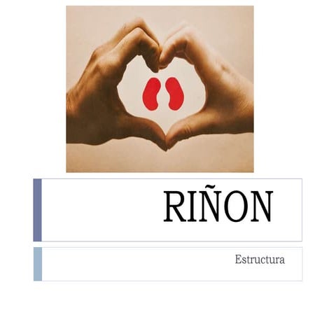 Morfologia del riñon | PPTX