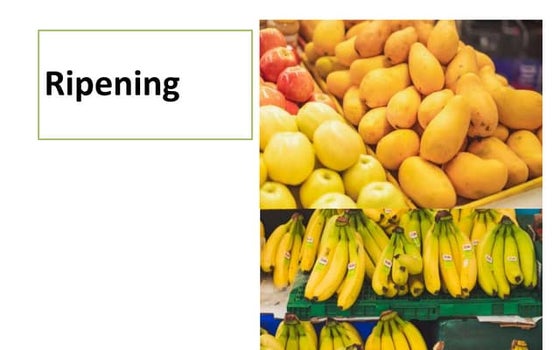 Climacteric and Non-Climacteric Fruits | PPTX | Gardening | Home & Garden