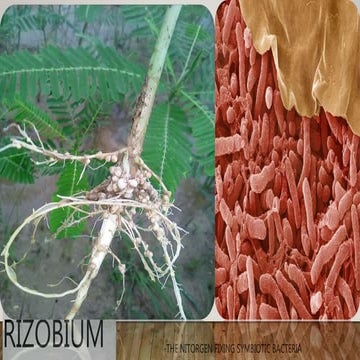 Rhizobium Bacteria & Their Role in Nitrogen Fixation in Leguminous ...