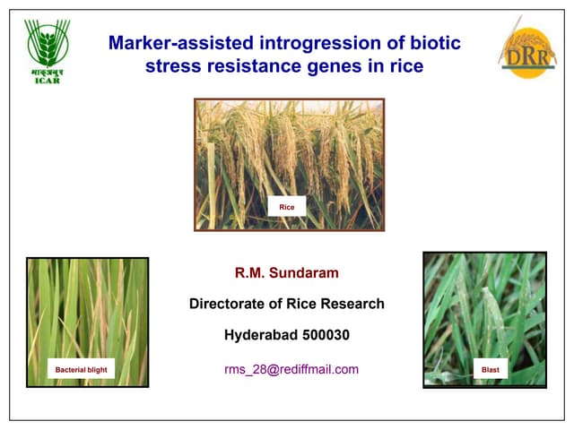 submergence tolerance in rice - sub 1 | PPTX