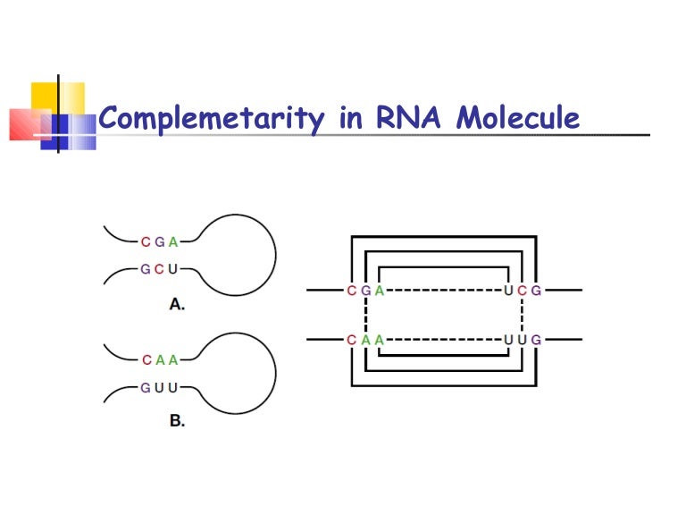 Rna Secondary Structure Prediction 1774