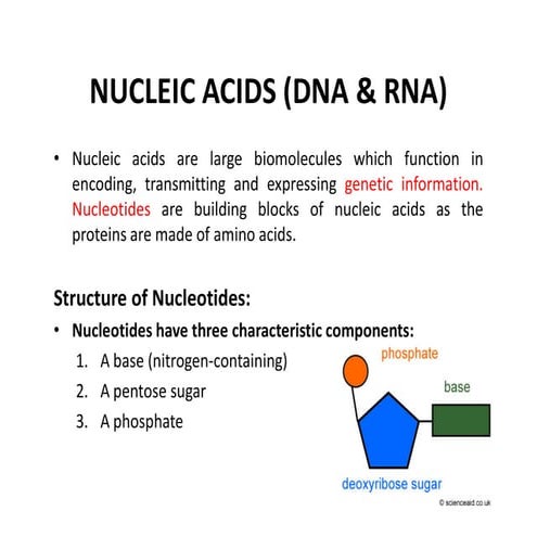 Nucleic acid and it's classification | PDF