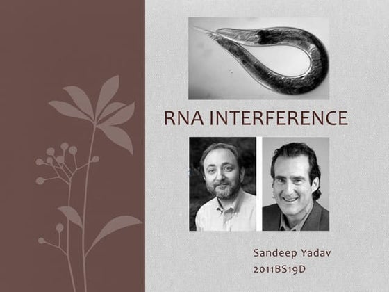 mi RNA and siRNA | PPT