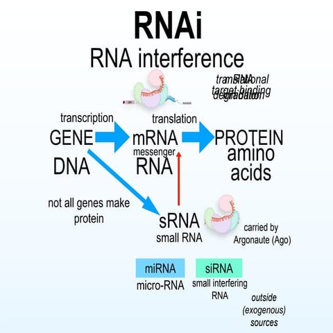 RNAi and microRNA-mediated gene regulation | PPTX